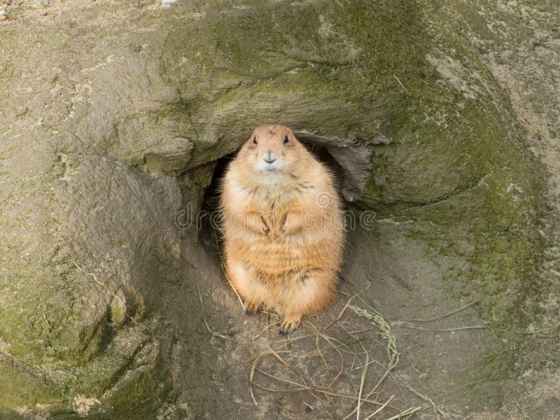 Baby Prairie Dog by His Den Stock Photo - Image of young, small: 25161536