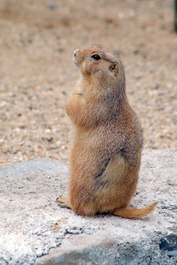 Prairie Dog, Mammal, Fauna, Squirrel Stock Photo - Image of fauna ...