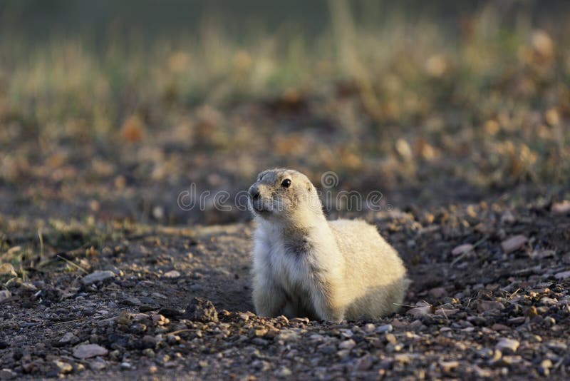 Prairie Dog in the Morning Sun Stock Photo - Image of wild, park: 16535794