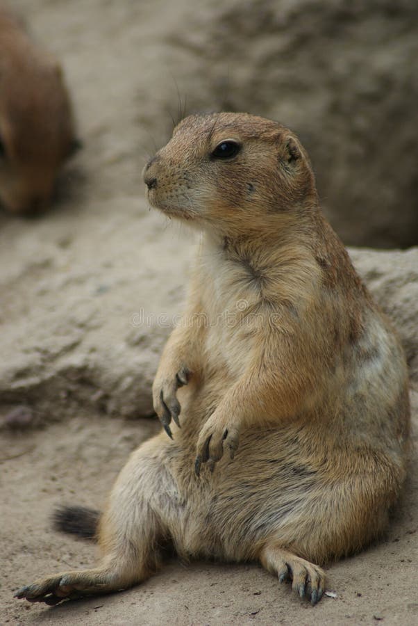 185 Mexican Prairie Dog Stock Photos - Free & Royalty-Free Stock Photos ...