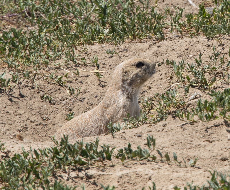 Prairie dog stock image. Image of wildlife, park, mammal - 250710977