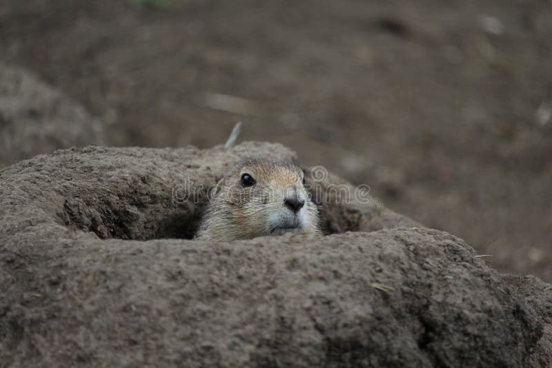 Prairie Dog Hole Stock Images - Download 1,126 Royalty Free Photos