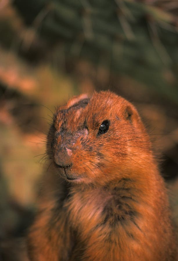 Prairie Dog Portrait stock image. Image of pest, wildlife - 13133421