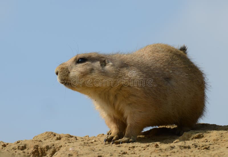 Prairie Dog Portrait stock image. Image of north, cynomys - 21616995