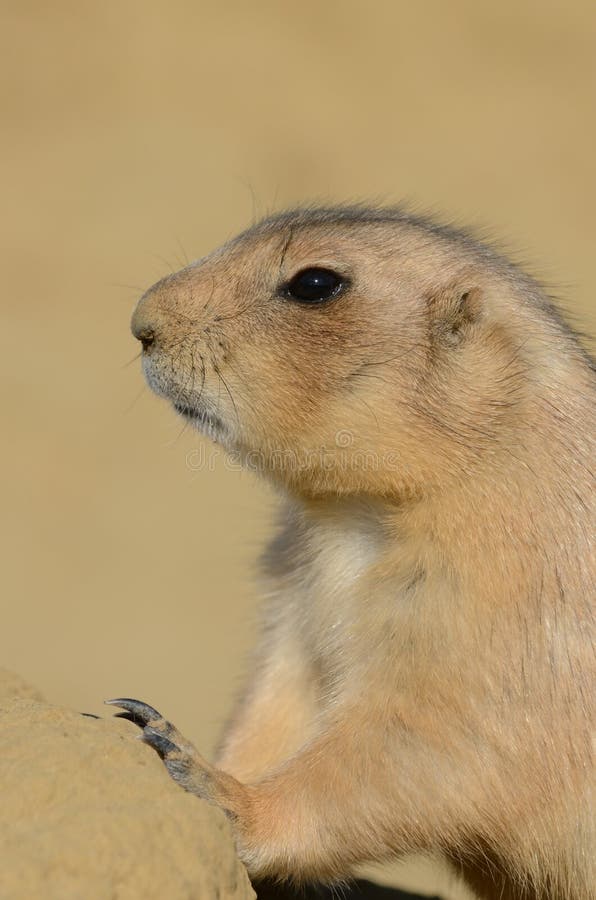 Prairie Dog Portrait stock image. Image of north, cynomys - 21616995