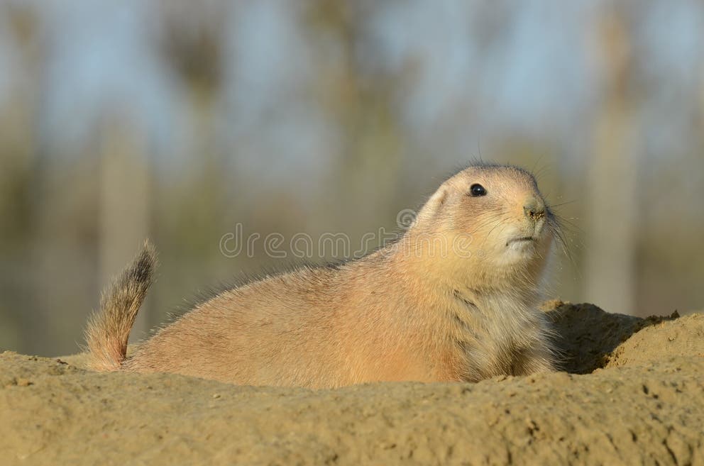 Prairie Dog Portrait stock photo. Image of prairie, mammal - 22341658