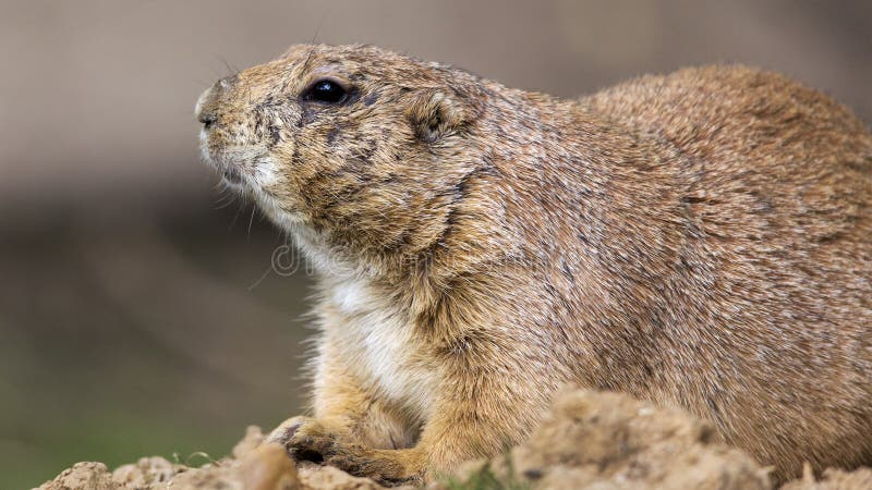 Prairie dog in profile stock image. Image of furry, cute - 55605431