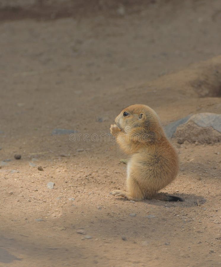 Cute prairie dog stock photo. Image of wild, standing - 41460816