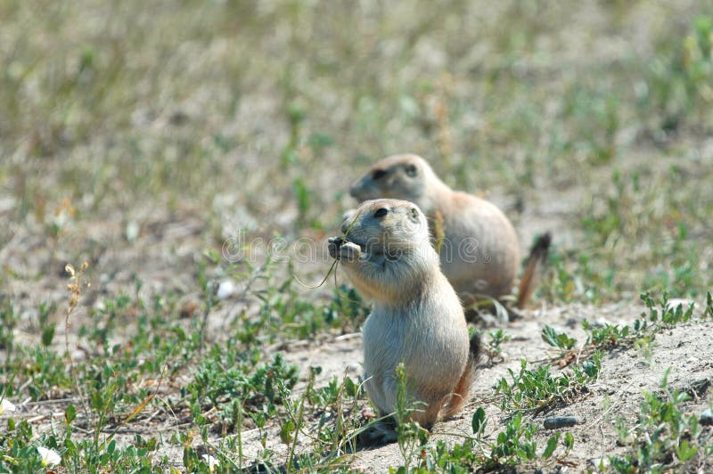 Prairie Dog Pups stock photo. Image of chunky, snack, social - 2757758