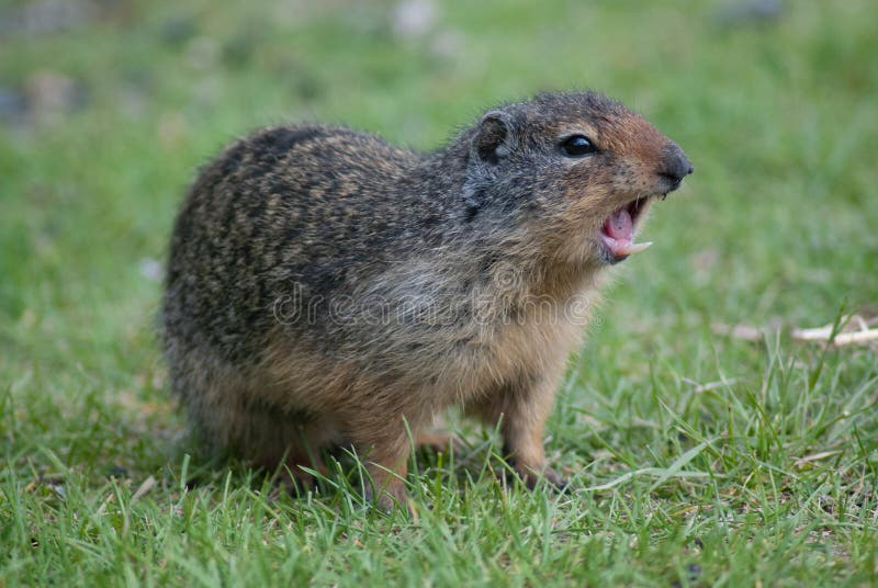 Screaming gopher stock image. Image of grass, closeup - 33526319