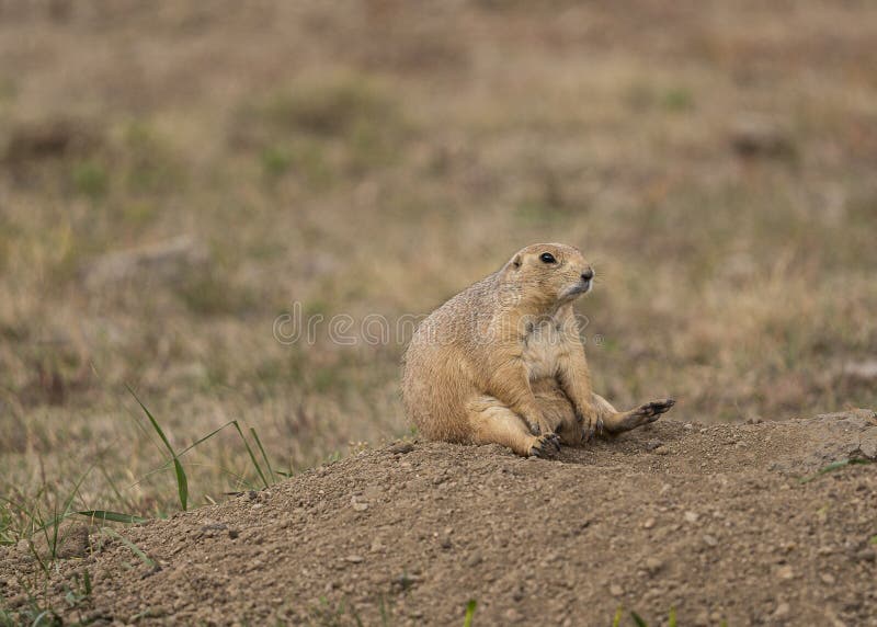Prairie Dog Sits Upright on the Dusty Ground Stock Image - Image of ...