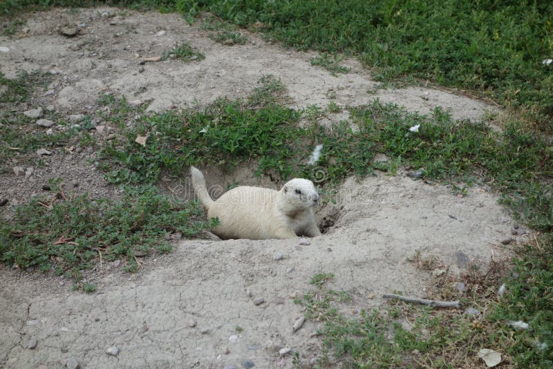 A Prairie Dog in South Dakota Stock Photo - Image of prairie, bright ...