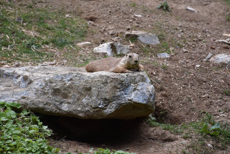 Prairie Dog Sprawled Out on a Large Rock Stock Photo - Image of nature ...