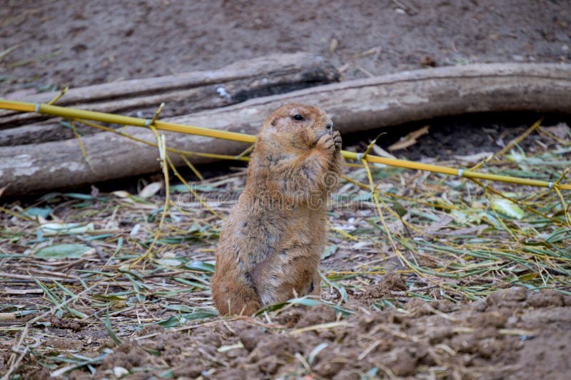 Prairie Dog editorial photography. Image of eating, rodent - 67854197
