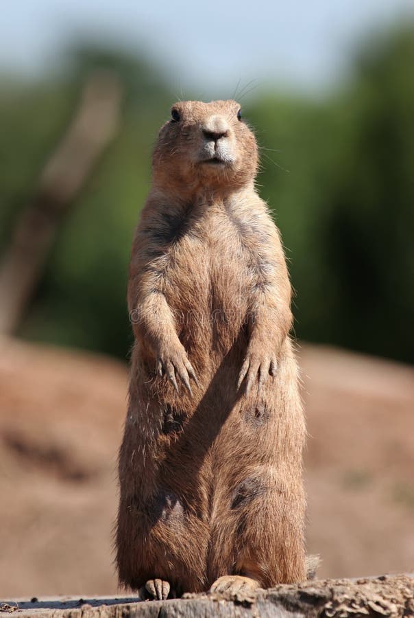 Prairie Dog Standing on Hind Legs Stock Image - Image of standing ...