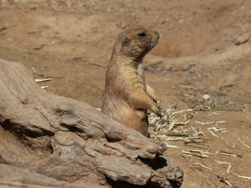 Prairie dog stock photo. Image of predators, duty, brown - 56779776