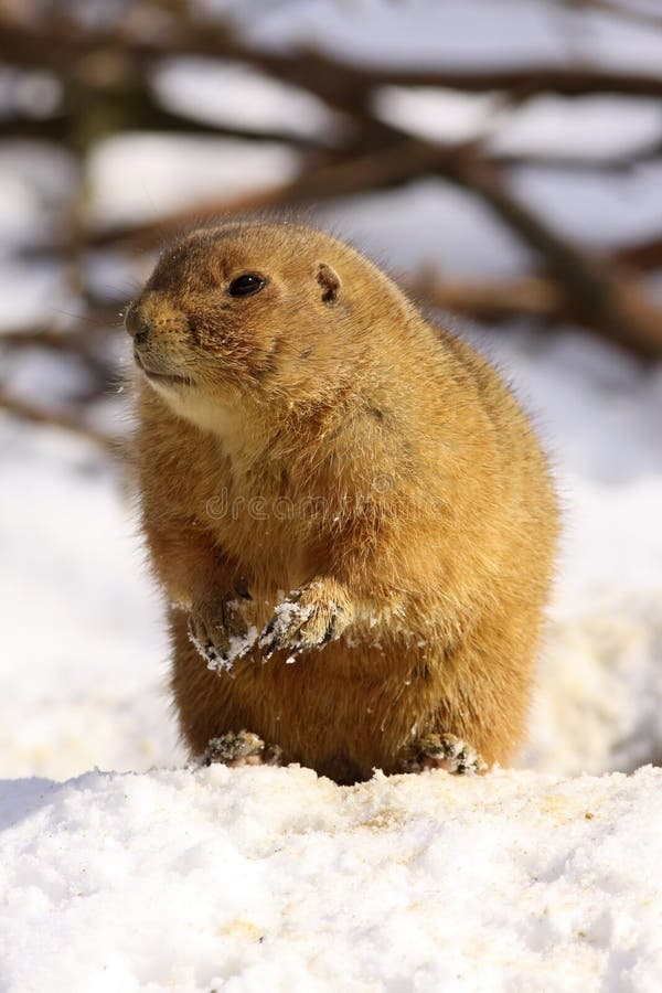 Prairie Dog Standing in the Sand Stock Photo - Image of prairie, brown ...