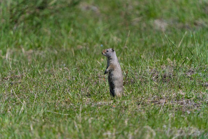 Prairie Dog Standing Up in a Grassy Area during the Day. Stock Image ...