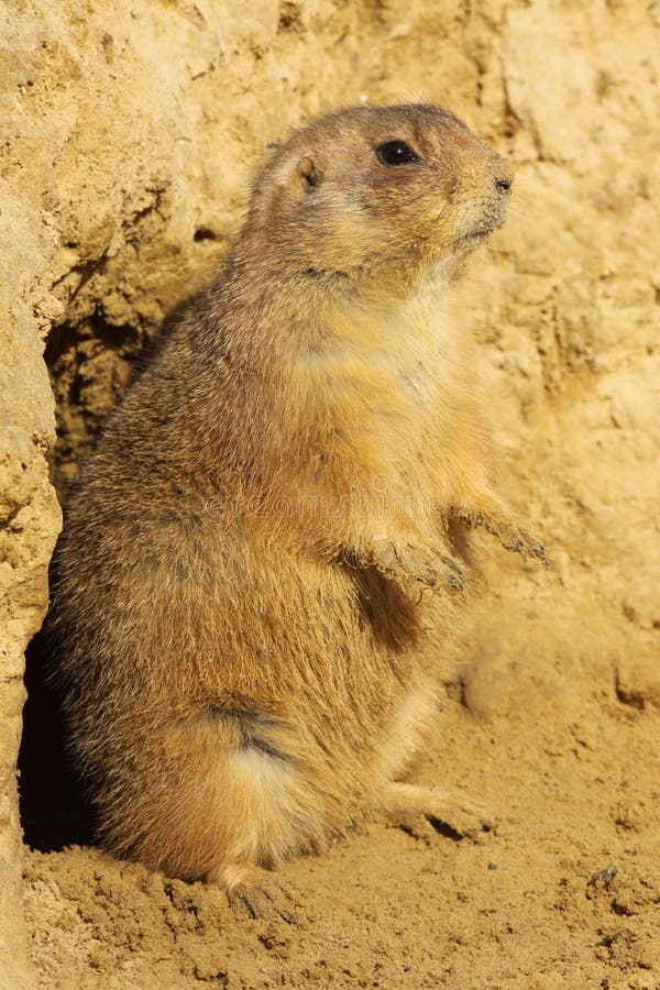 Prairie Dog Standing Upright and Eating a Twig Stock Photo - Image of ...