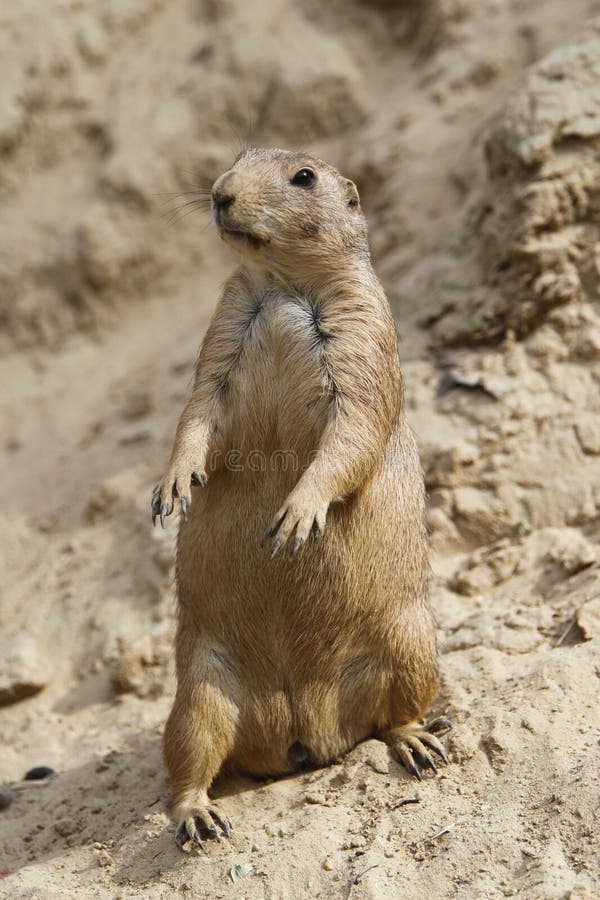Prairie Dog Standing Upright Stock Photo - Image of nature, mammal ...