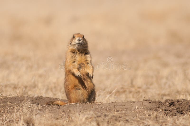 Prairie Dog stock photo. Image of nebraska, grass, ecosystem - 82594538