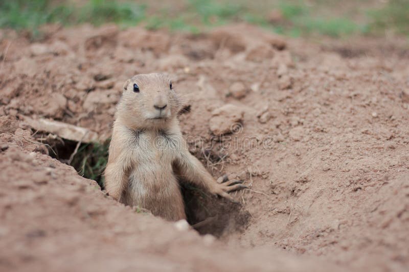 A Prairie Dog Watches Potential Predators from Its Hole Stock Photo ...