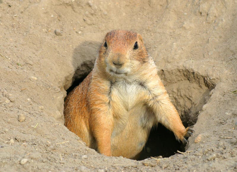 Baby Prairie Dog by His Den Stock Photo - Image of young, small: 25161536
