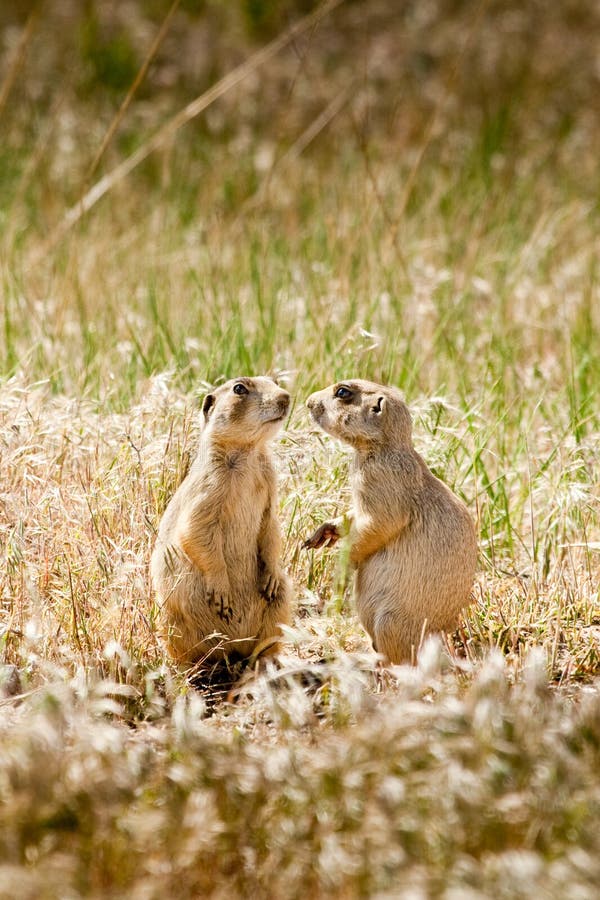 Prairie dogs on rock stock image. Image of rodent, brown - 5507029