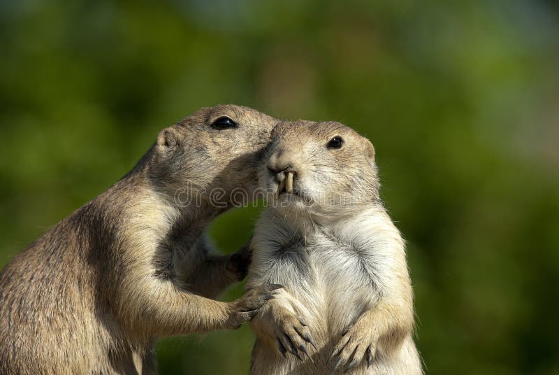 Prairie dogs stock photo. Image of latest, love, pairie - 15094098