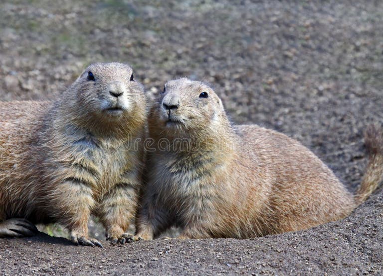 Prairie Dogs stock photo. Image of humorous, furry, emerge - 18400108