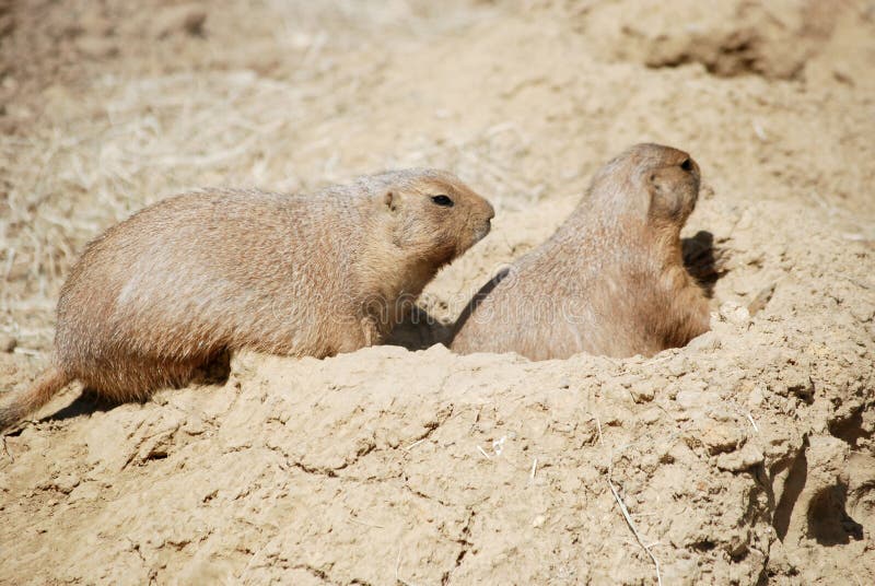 Prairie Dogs stock photo. Image of wild, brown, dogs - 26688160