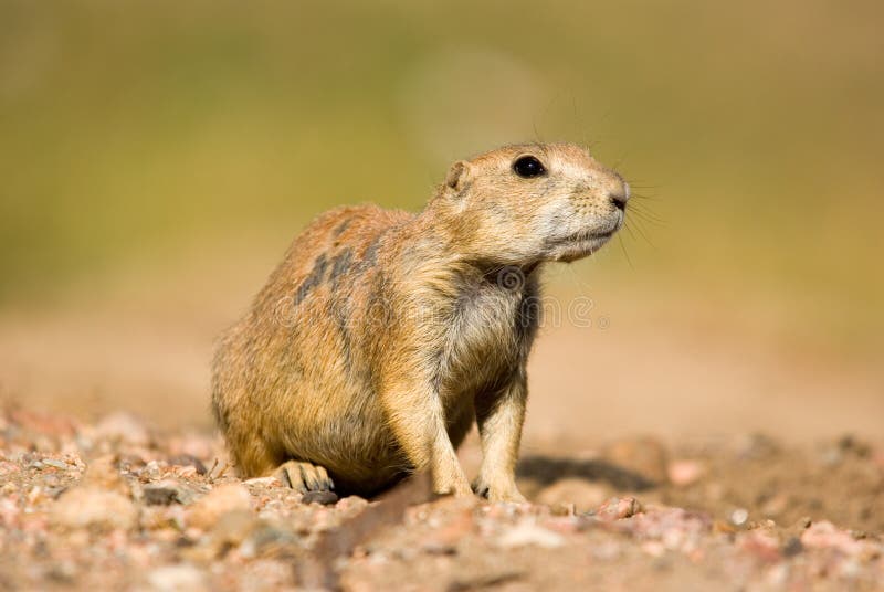 Gopher stock image. Image of look, watcher, observer, attention - 5235279