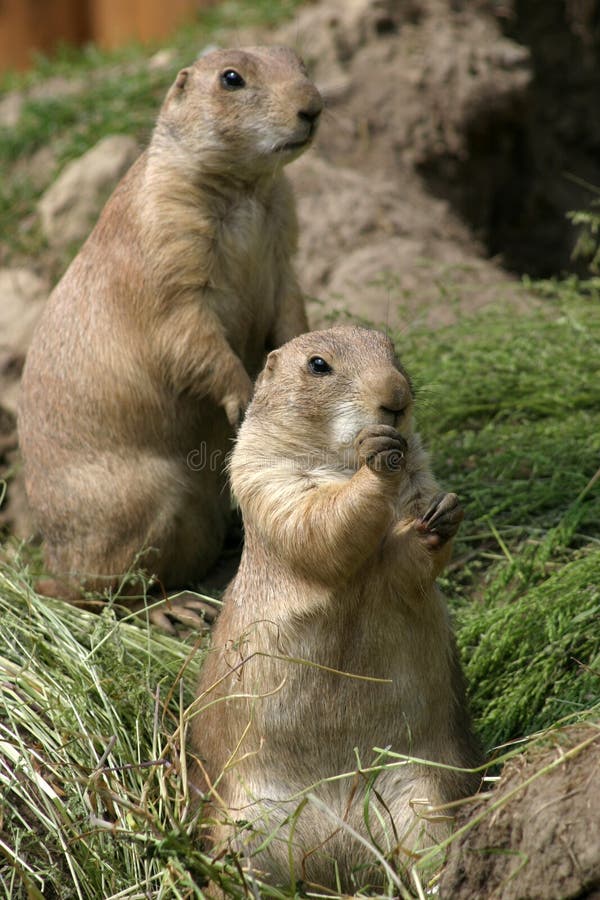 Prairie dog stock photo. Image of tiredly, ground, soil - 505086