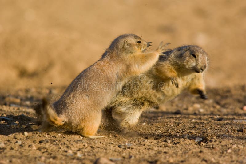 Prairie Dogs stock photo. Image of mammal, marmot, conflict - 8289984