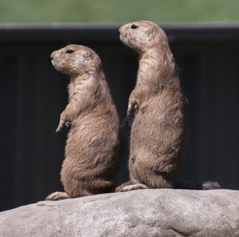 Prairie dogs at attention stock image. Image of rodent - 92625969