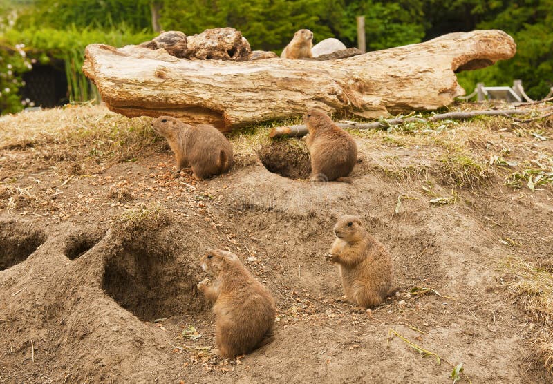Trio of Prairie Dogs - Group Hug Stock Photo - Image of rodents, ground ...