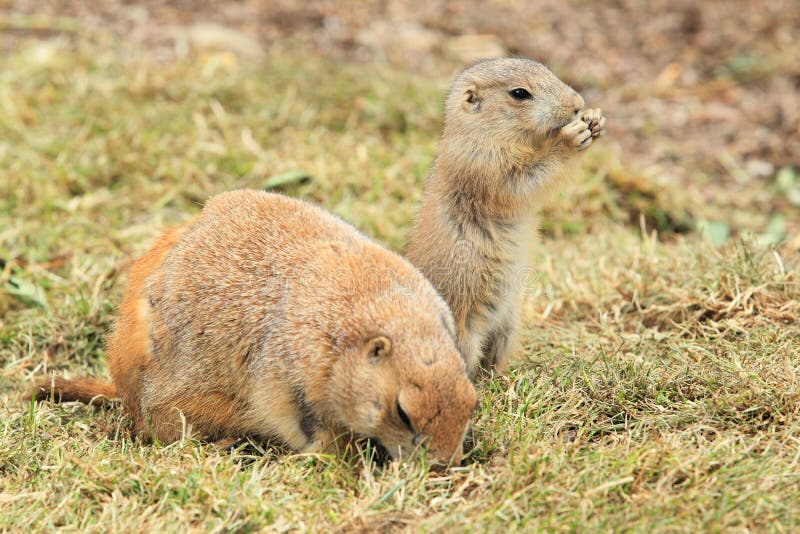 Prairie dog stock image. Image of nature, adult, grass - 21030771