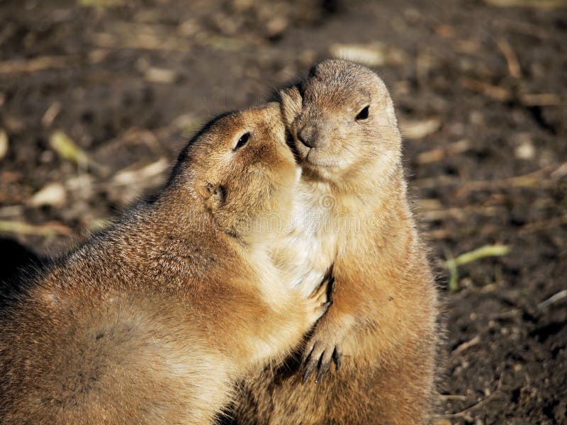 Prairie dogs stock photo. Image of colorful, kissing - 42289172