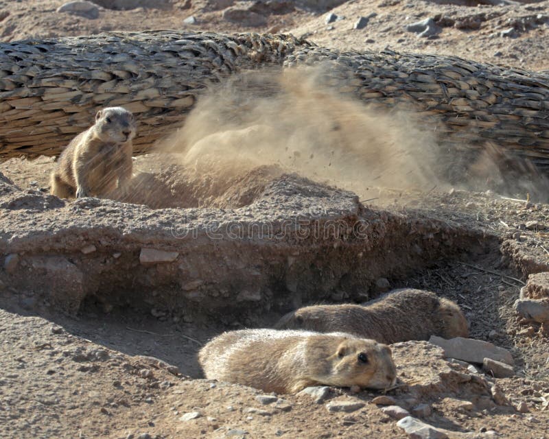 Digging prairie dog stock photo. Image of groundwork - 32974580