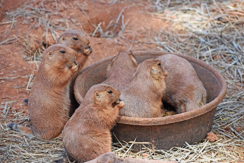 Prairie Dogs in grass stock photo. Image of grasses - 137143224