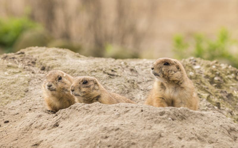 Prairie dogs stock image. Image of standing, tail, tailed - 39696307