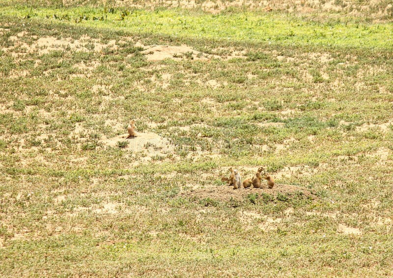 Prairie Dogs stock photo. Image of mammal, prairie, burrow - 42429720