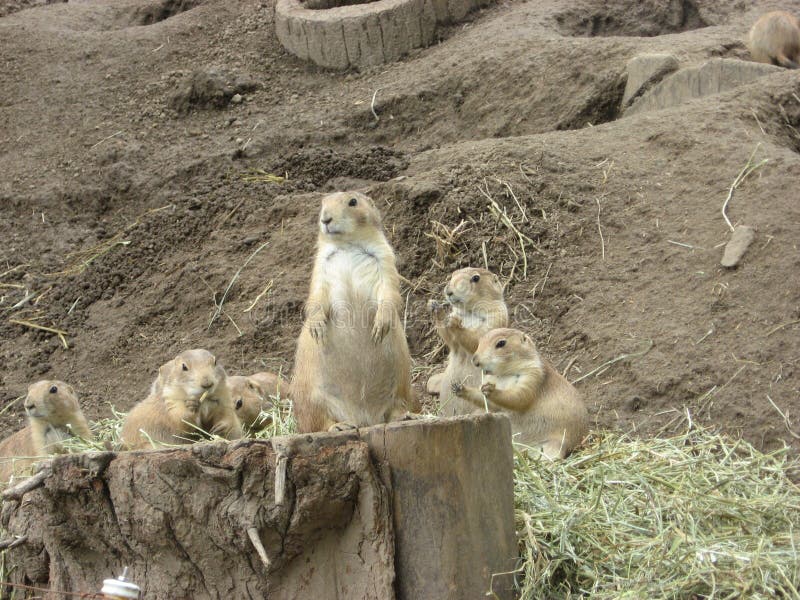 Prairie Dogs stock image. Image of standing, nose, furry - 49815707