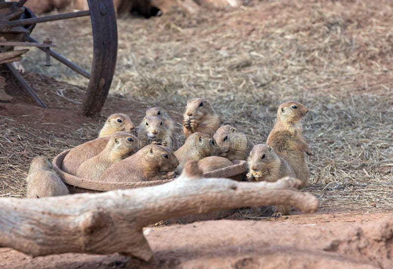 Prairie dogs stock image. Image of animal, friendship - 81862715