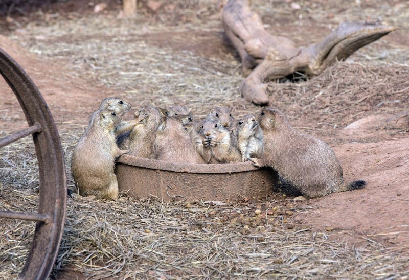 Prairie dogs stock image. Image of prairie, rodent, large - 81862735