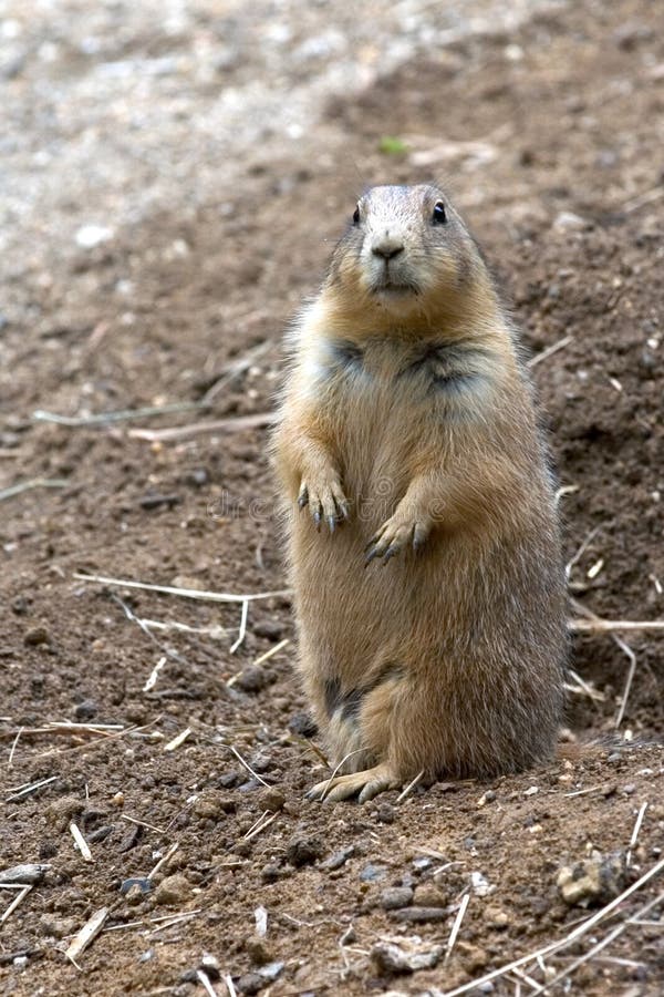 Group of praire dogs stock image. Image of brown, cute - 11001253