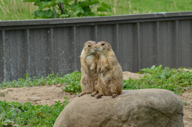Prairie dogs editorial photography. Image of dogs, prairie - 119669157