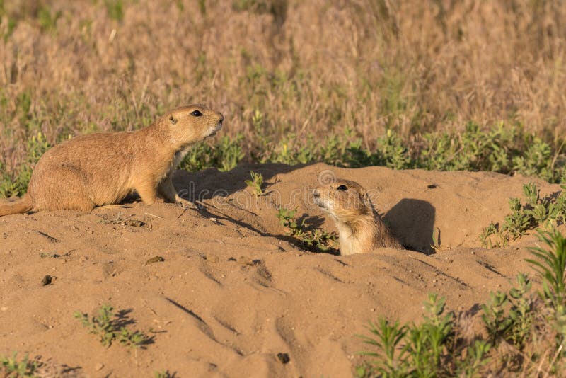 Prairie Dogs in Winter stock image. Image of furry, pest - 17305747