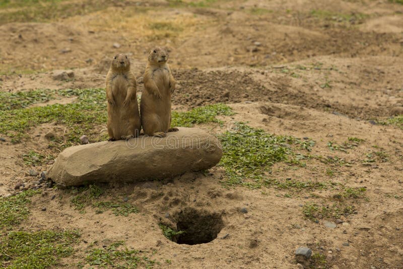 Prairie dogs on rock stock image. Image of rodent, brown - 5507029
