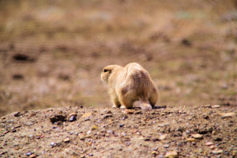 Prairie dogs stock image. Image of prairie, dogs, community - 116440201